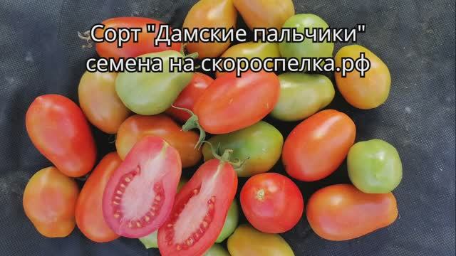 Дамские пальчики сорт из СССР, просто идеальный сорт томата для консервации. Семена  скороспелка.рф