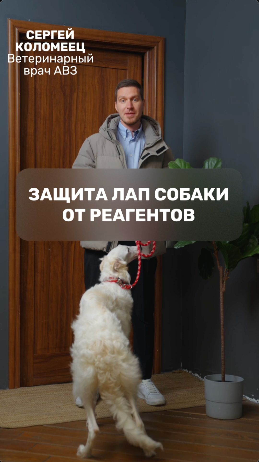 Защита лап собаки от реагентов