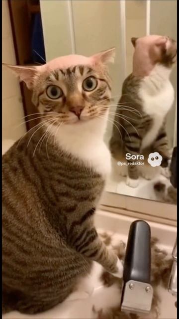 Барбер! 
#кот #юмор #sora #ai #нейросеть