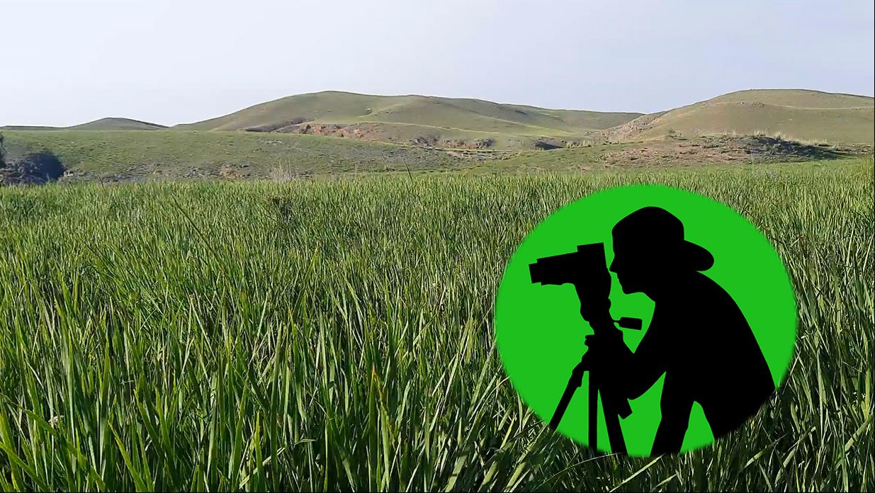 Ветер в степи / Шелест травы и звучание кузнечиков / Звуки природы для крепкого сна и медитации