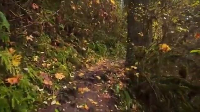 Прогулка по дождливому осеннему лесу. Бинауральное аудио (звуки дождя и природы)