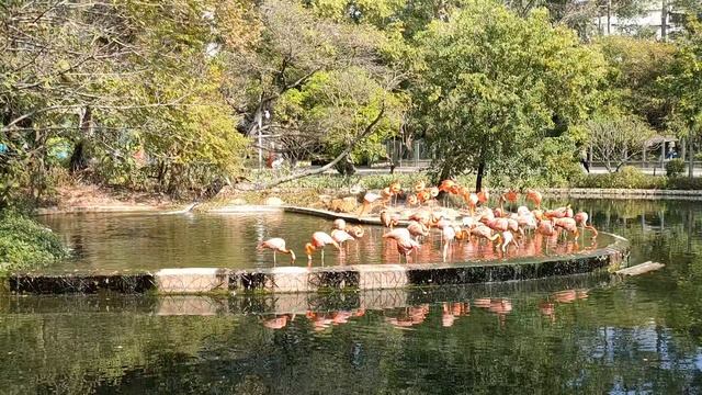 Путевые заметки из смартфона. Китай. Город Гуанчжоу. Элитные фламинго.