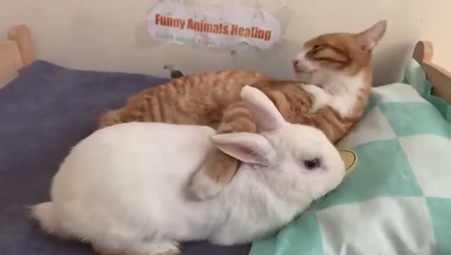 Так смешно_Крольчиха влюбляется в кота.