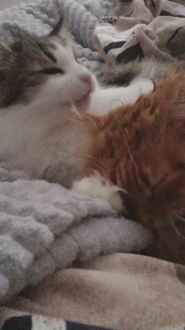 Вот такая дружба у наших котов ❤️