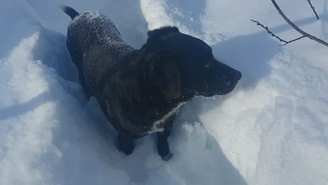 Пёсик Барбосик в снегах! Жизнь в деревне, дом в деревне!