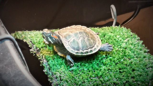 Красноухая черепашка загорает.  Манго!