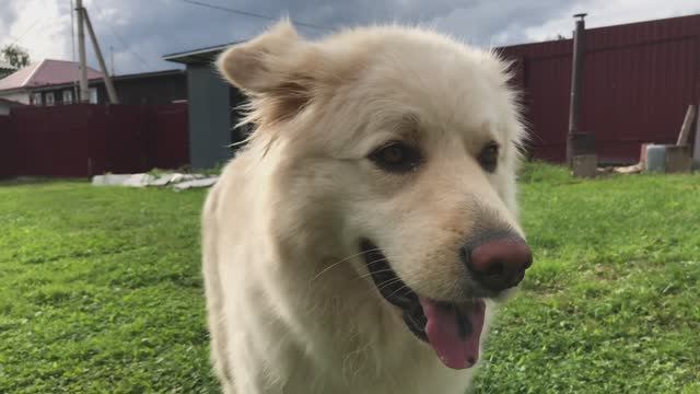 Переделка тумбочки, Ричик как всегда наблюдает