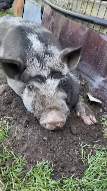 Кабан отдыхает