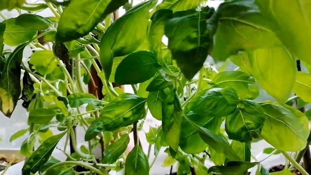 Вяленые помидоры .Как их делаю я.