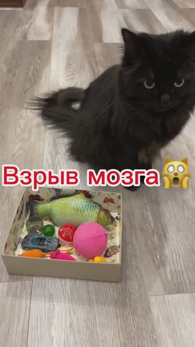 Когда в коробке все игрушки #котик #домашниепитомцы