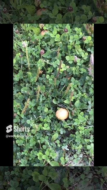 Ленинградская область. Хвойное. 13.08.2024. Грибы-маслята