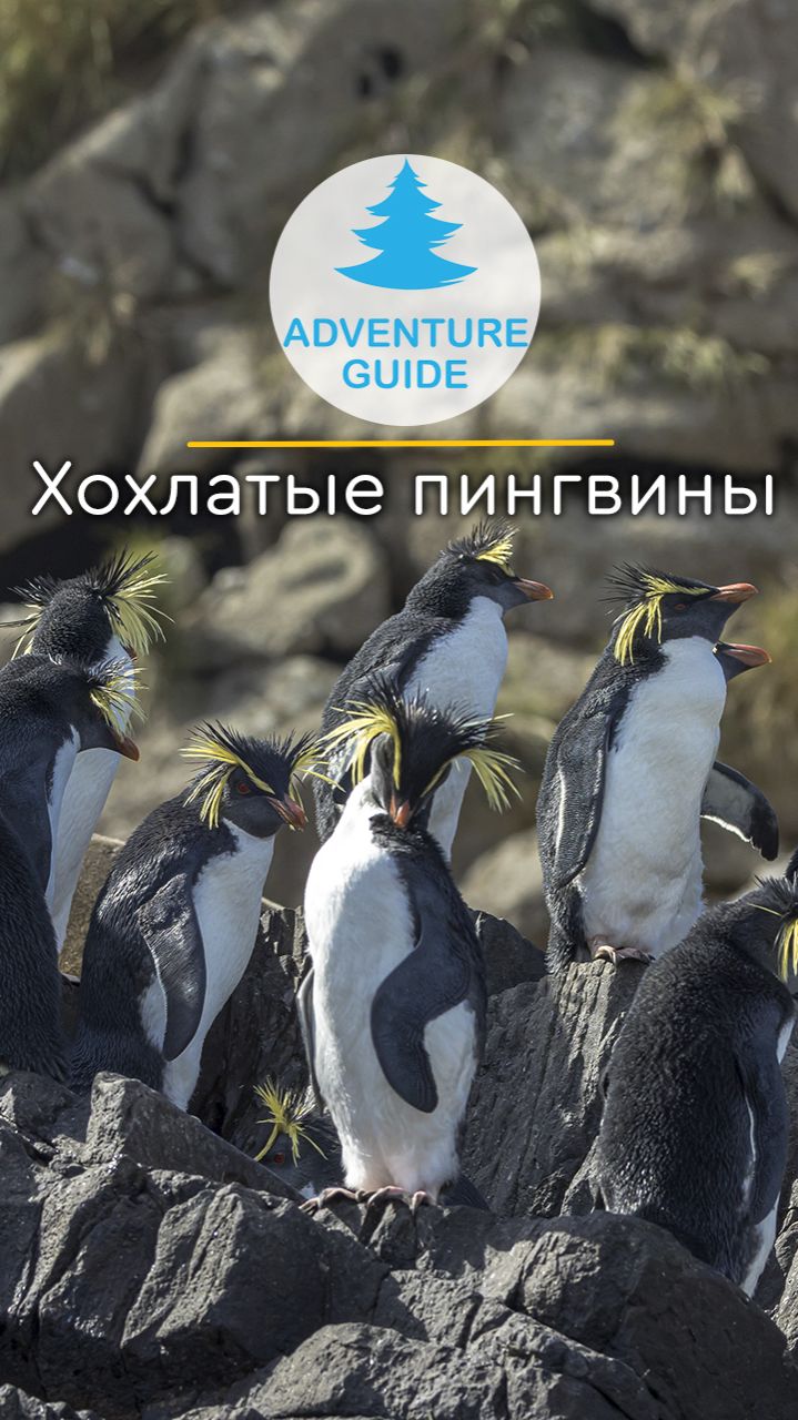 Хохлатые пингвины