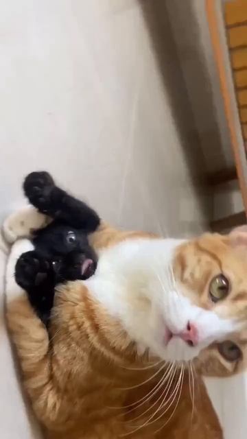 Минус чёрный кот 😅😅😅😅