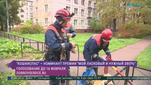 «Кошкиспас» - номинации премии «Мой ласковый и нужный зверь»