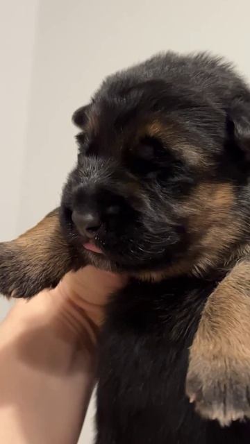 Баларис Ц-девочка,  7 дней