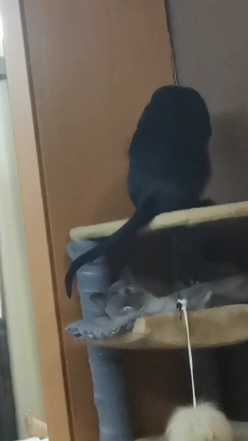 Бурмы - ловись рыбка))