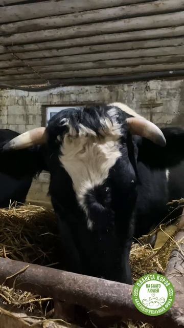 🐮 Видеть, как коровы с аппетитом кушают — это отдельный вид медитации. 🧘♀️