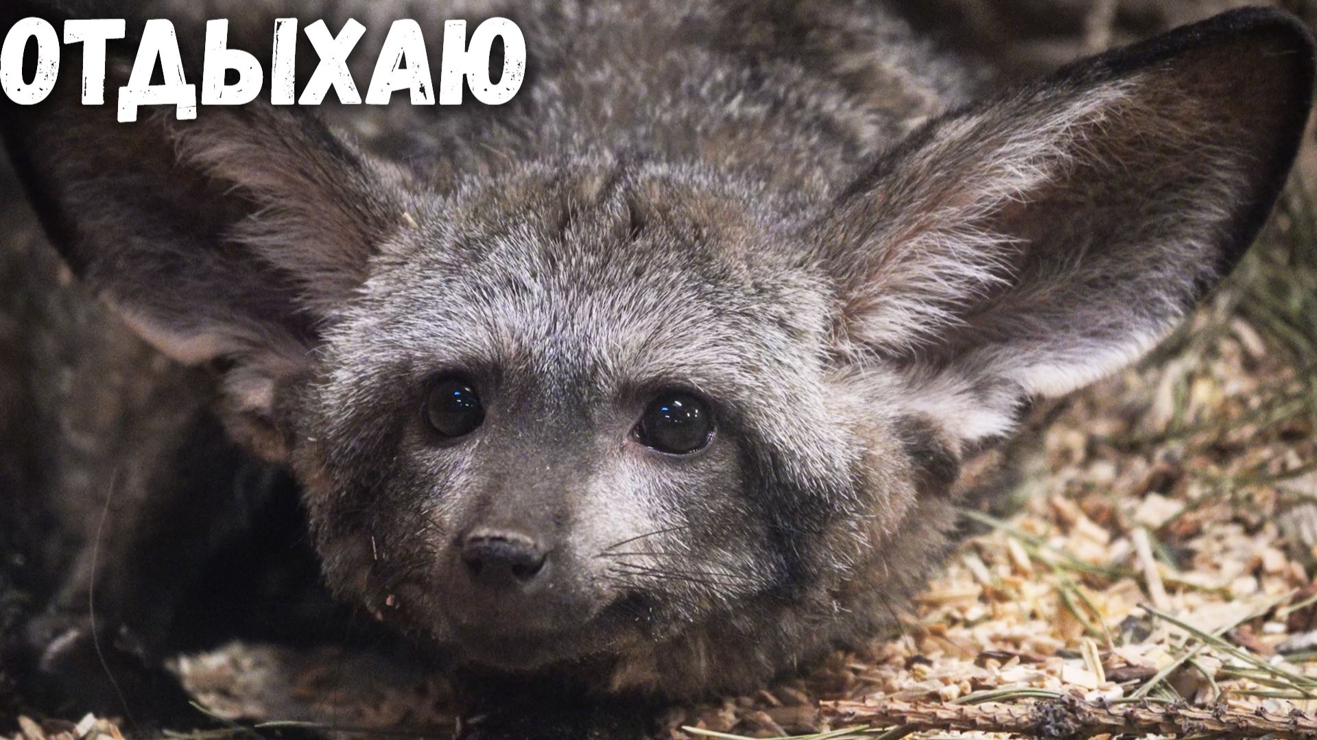 Большеухая лисица прилегла отдохнуть. Новосибирский зоопарк