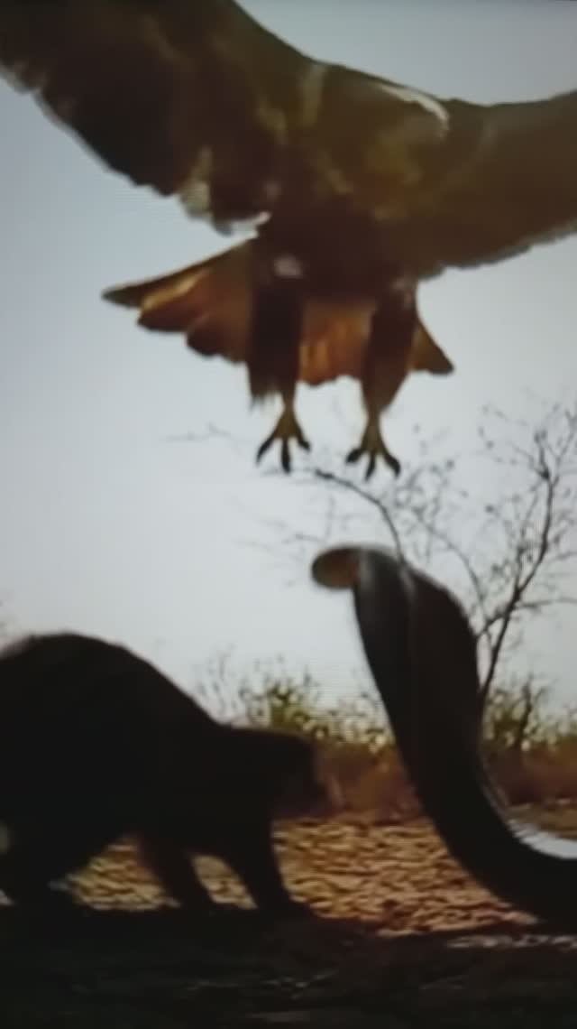Кобра против Беркута и Мангуста😯😳🤔