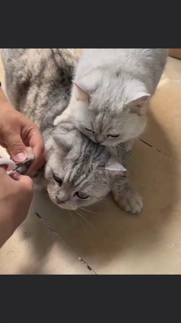 Хз чо писать