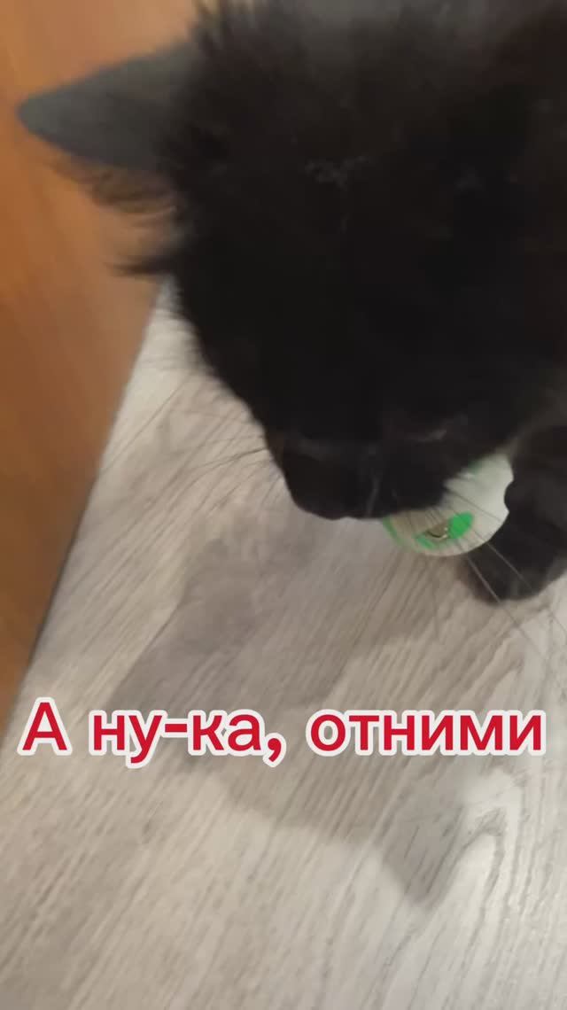 Котя в хорошем настроении #кот #прикольныекотики