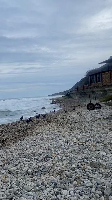 Водоплавающие птицы пережидают шторм в Коктебеле!