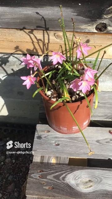 Ленобласть. Хвойное. 17.08.2014. Цветы на даче. Зефирантес (выскочка)