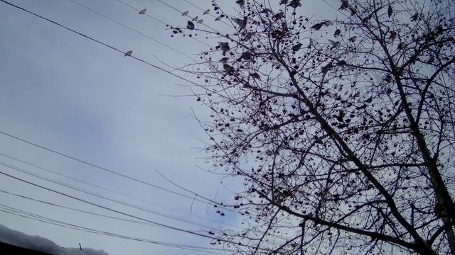 Свирестели и боярышник