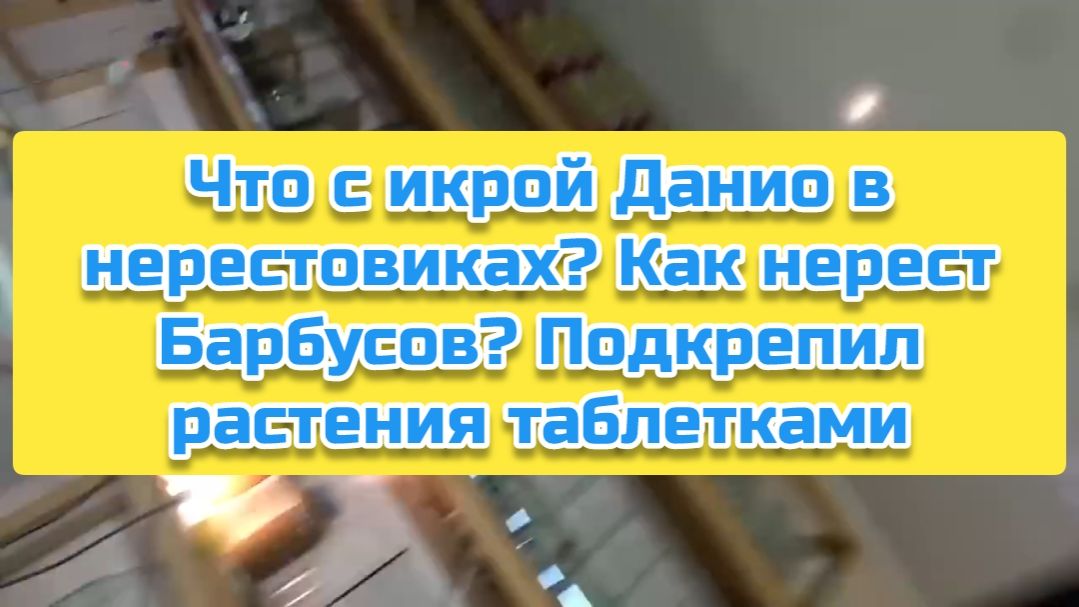 Что с икрой Данио в нерестовиках? Как нерест Барбусов? Подкрепил растения таблетками