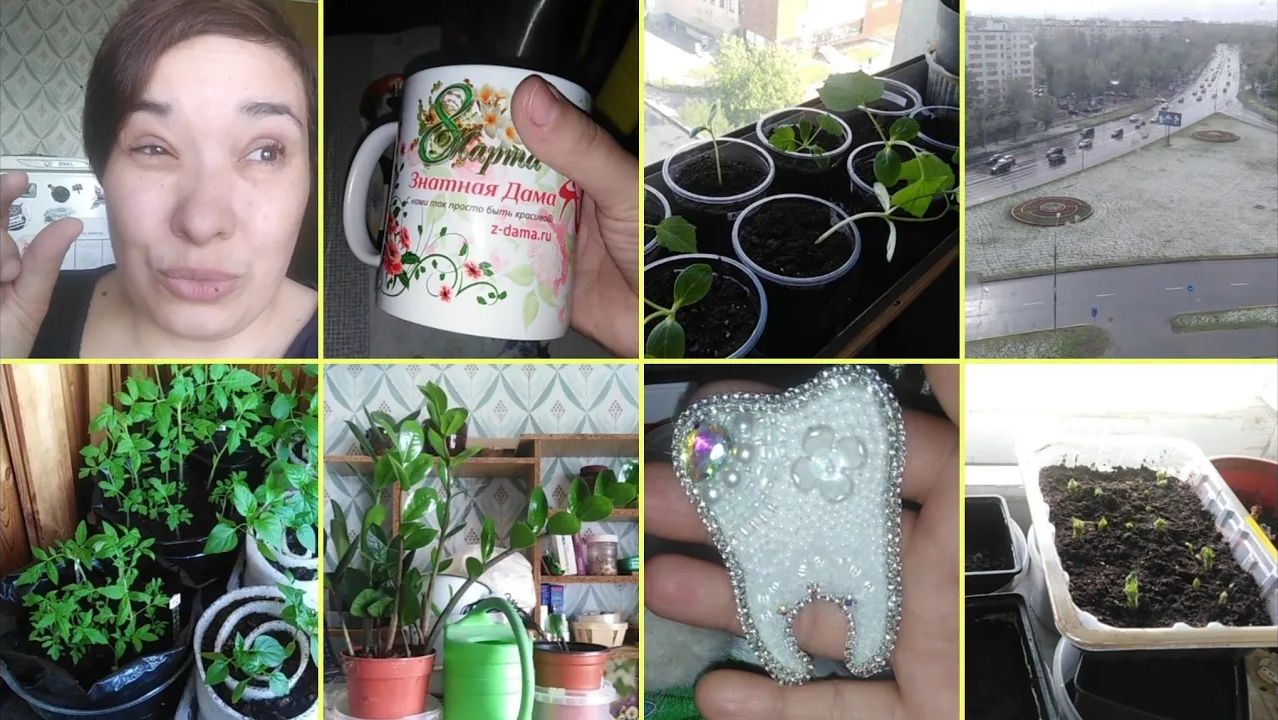 31-2024 Платная доставка на WB_ Метель. Рассада. Купила Замиокулькас! Новые броши __ Elena Pero