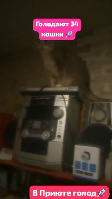 🚀Настал тот день ,настал тот час,Когда в безмолвье  Безразличия людского Никто уж Не покормит нас🚀