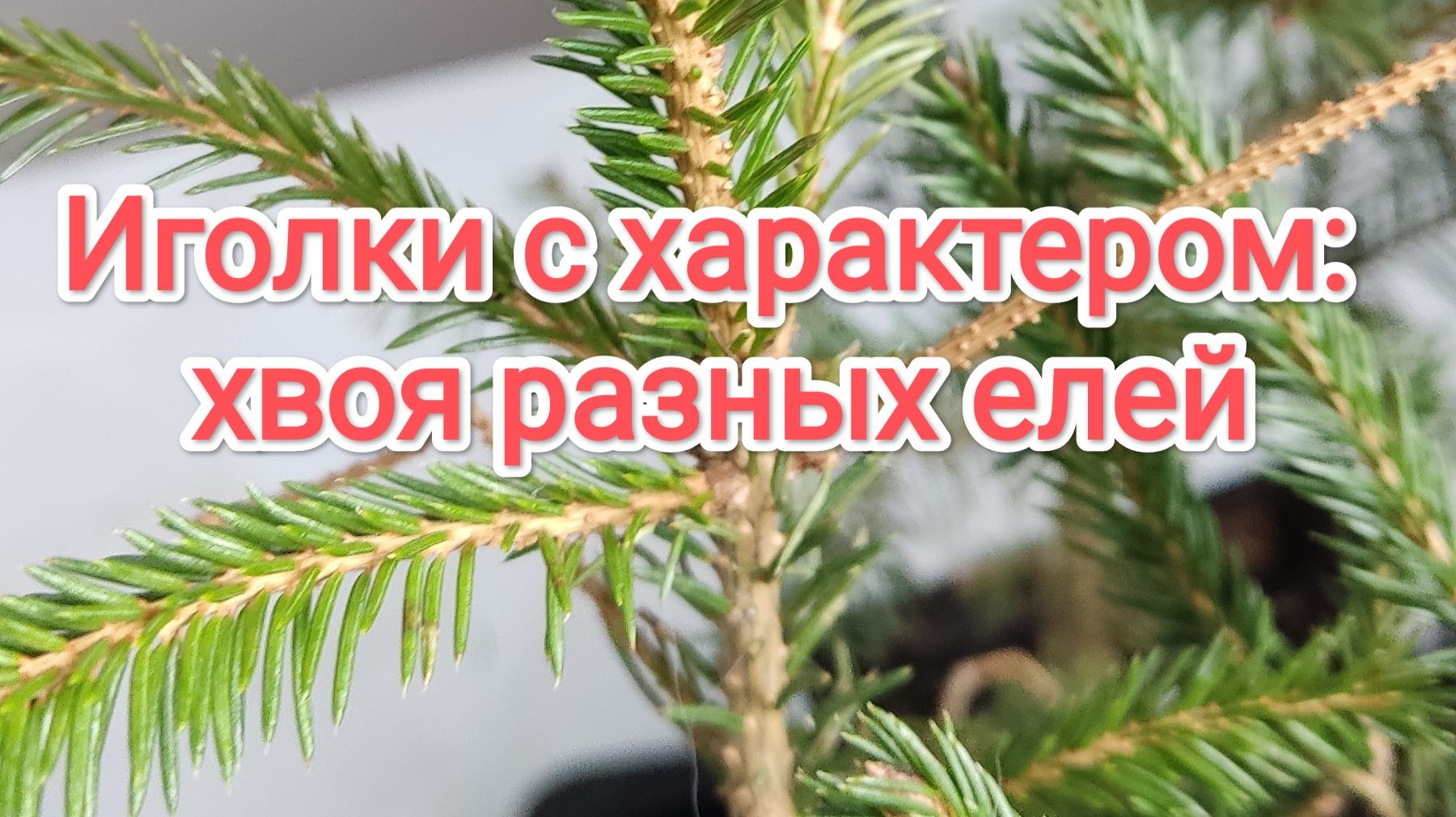 Иголки с характером: хвоя разных елей