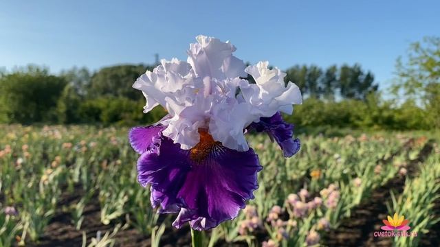 ИРИС "BIGGER IS BETTER"/Сад Ворошиловой