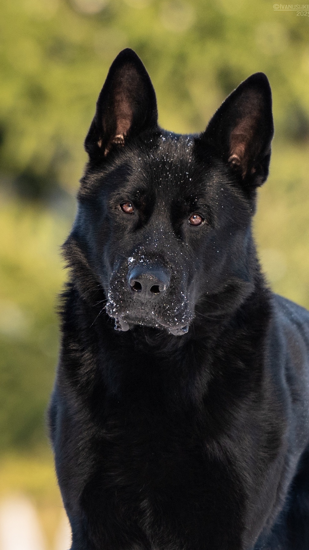 немецкая овчарка Black Rocky STASI