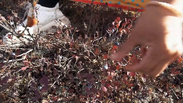 Кочевники. Жизнь за горизонтом.