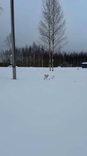 Продается земельный участок 9.8 соток СНТ Светлый пригород, около г.Александрова Владимирской обл.