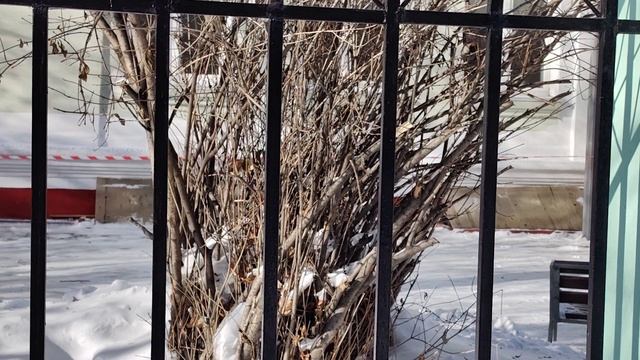 Воробьиная перепись 10