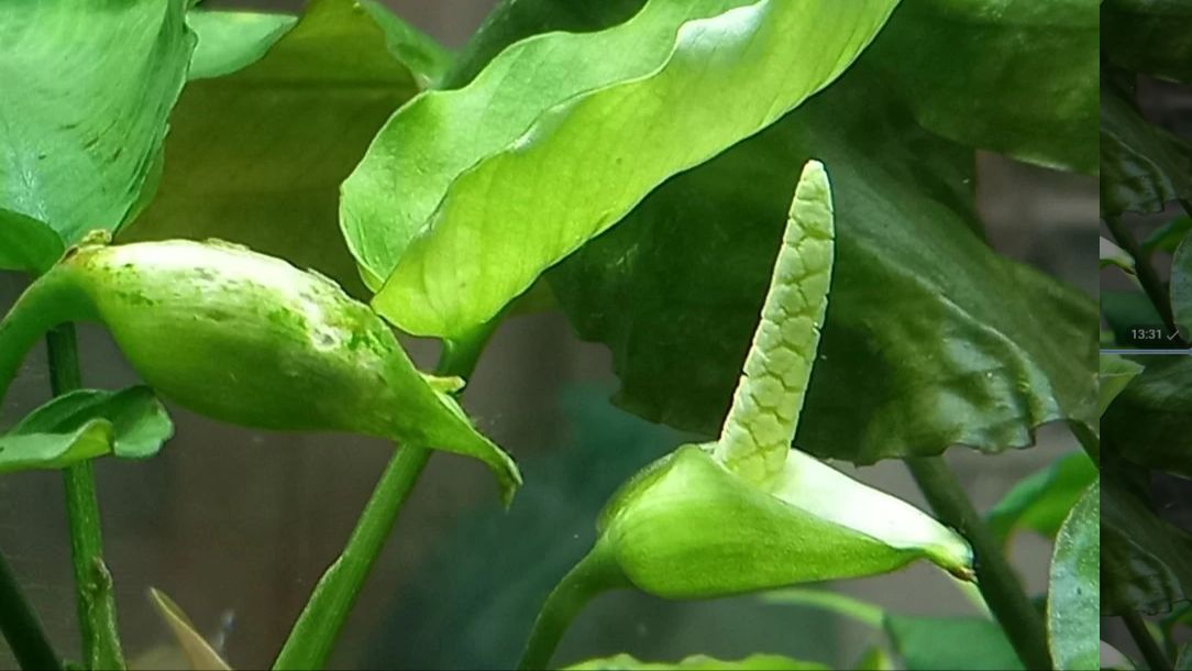 Анубиас зацвёл в аквариуме