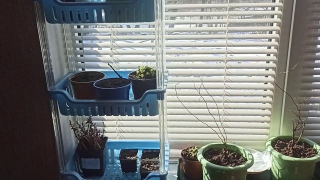 11,12 февраля 2026г. Рассаживаю цветы.Подарок от детей)