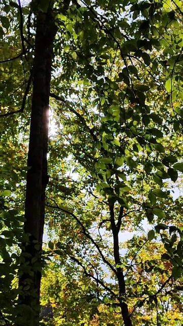 Прогулка на Университетский и Чинарский водопады золотой осенью