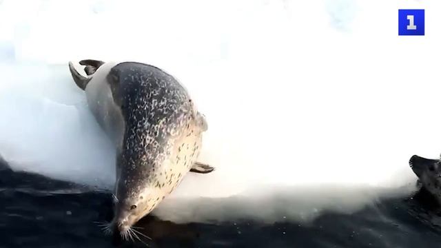 Ларги в Приморском океанариуме готовятся к сезону линьки