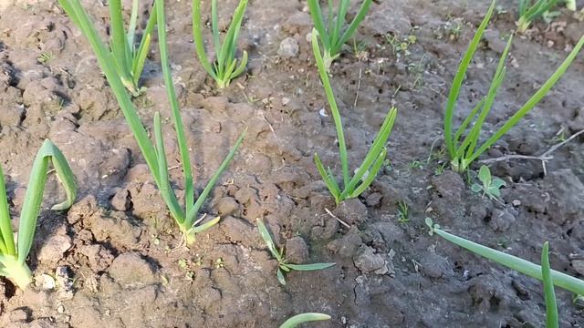 Плюсы совместной посадки лука и укропа