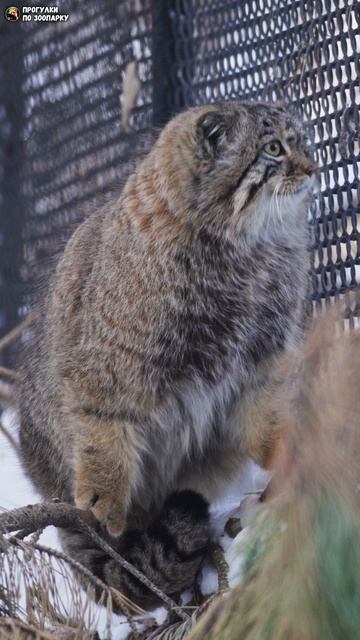 Манул (котёнок Евы) нетерпеливо ждет обед. Новосибирский зоопарк
