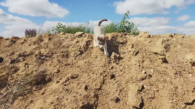 Леля с Велесом - первая совместная прогулка.