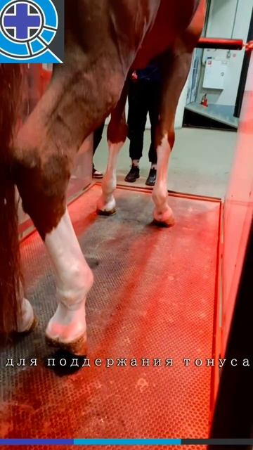 Комплексная реабилитация лошадей - со скидкой 30% - в MAXIMA VET!