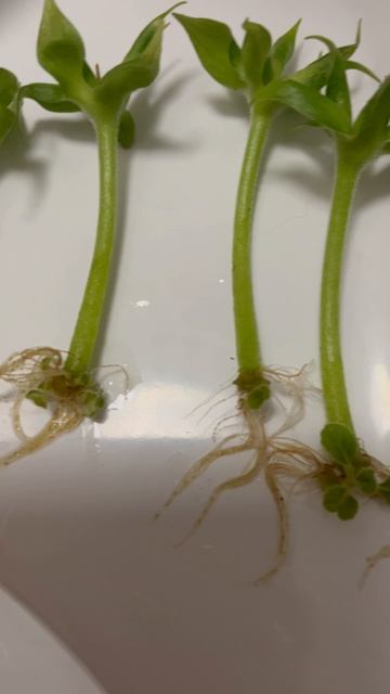 Глоксиния: размножение цветоносом