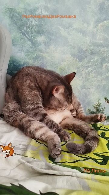 2026 ИСКА -ИРИСКА ,чистюля#shorts