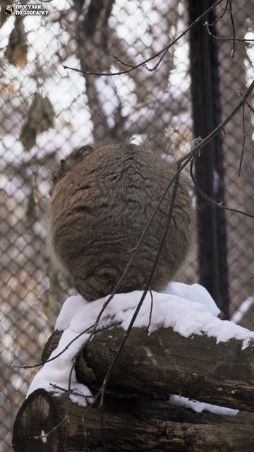 Манул Жора забрался на любимое место. Новосибирский зоопарк