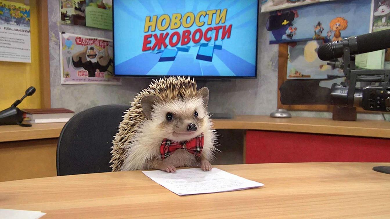 Новости Ежовости №10 Сезон 3