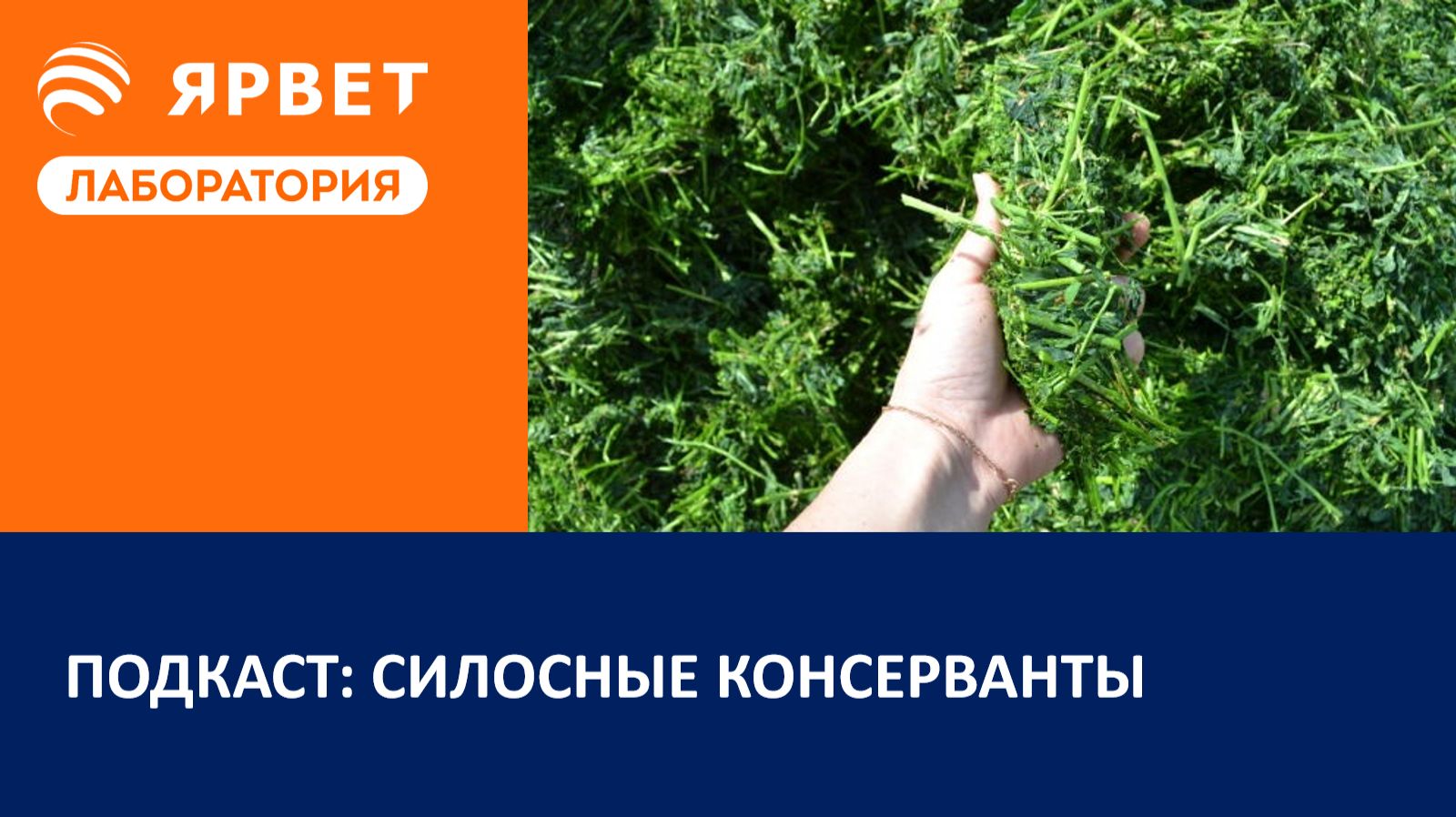 Подкаст: силосные консерванты
